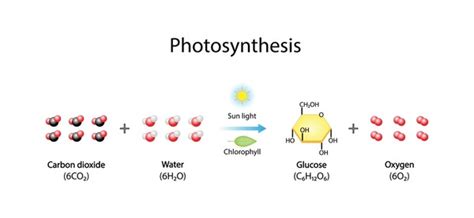 Photosynthesis Reactants And Products Equation How Are Photosynthesis