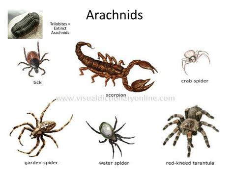 Ppt Arthropods Powerpoint Presentation Free Download Id 2024698