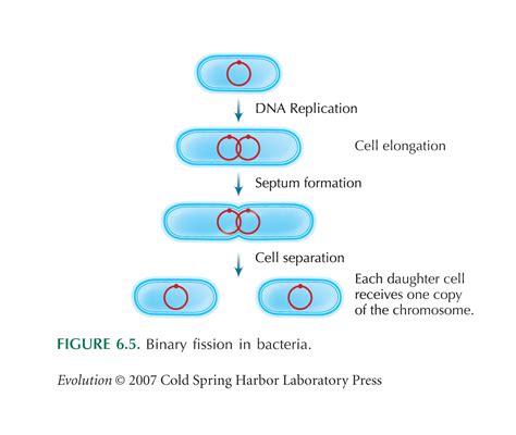 Binary Fission Prokaryotes