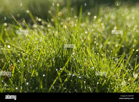 Grass Wet Damp Dew Morning Green Blade Water Drop Droplet Early Stock