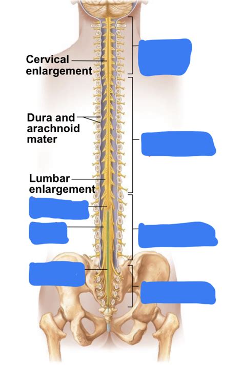 Spinal Cord Gross Anatomy Diagram Quizlet