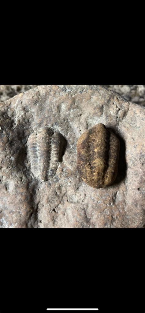 Two Trilobites What Types R Fossilid