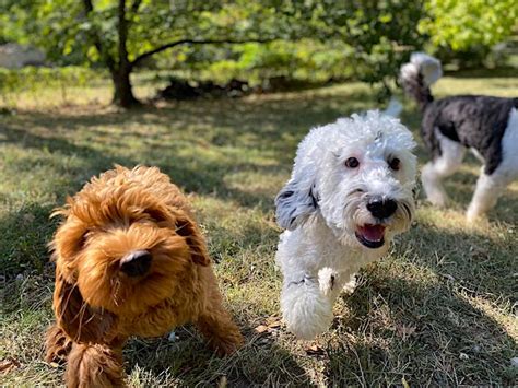 Ways To Safely Socialize Your Puppy Beyond The Dog