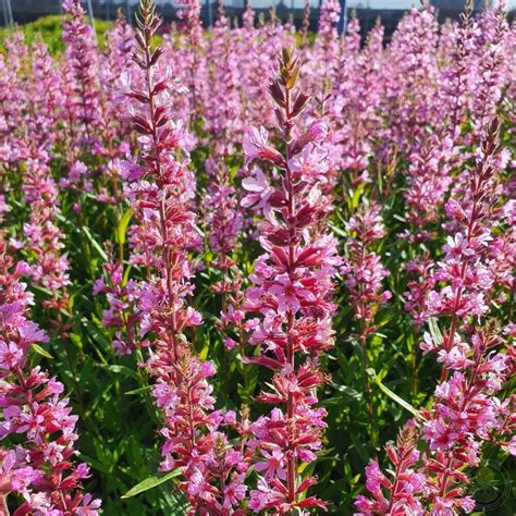 Дербенник ивоподобный Пинк Тейлс (Lythrum salicaria Pink Tails) купить ...