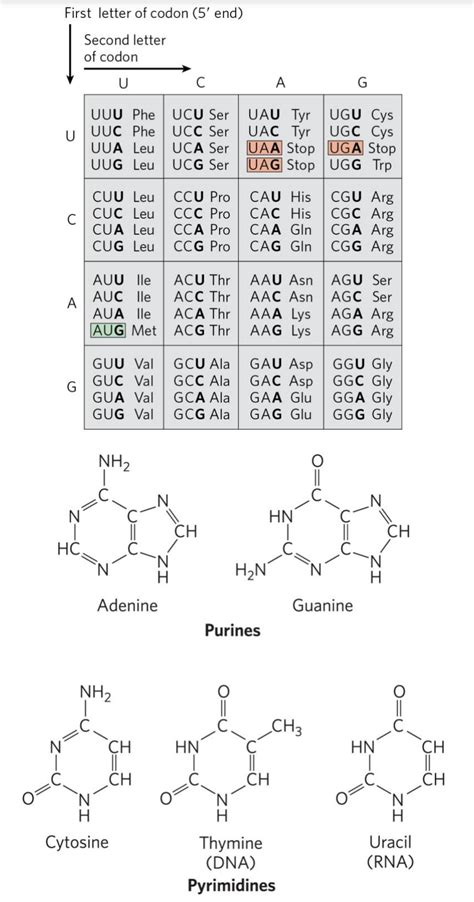 Solved 3a Given This Dna Coding Strand Fill Out In The