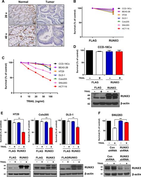 RUNX3 Enhances TRAIL Induced Apoptosis By Upregulating DR5 In