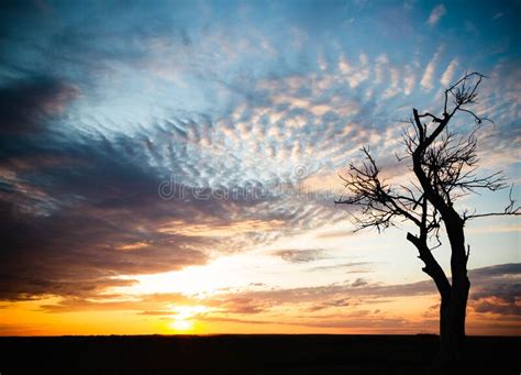 Silhouettes Of Trees At Sunset Withered Tree Against The Backdrop Of