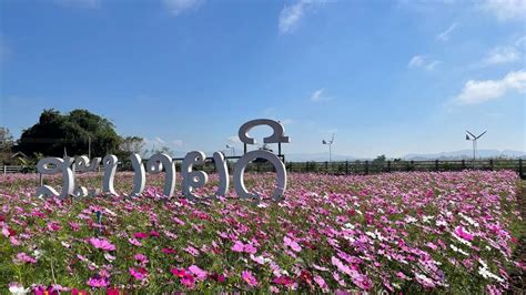 ทุ่งดอกคอสมอส ทุ่งดอกปอเทือง และดอกไม้สวยๆที่บ้านไร่สะบายดี บ้านไร่สะ