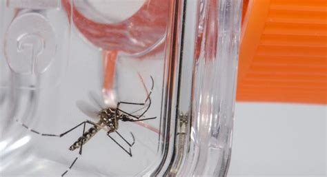 Joinville Confirma A Primeira Morte Por Dengue De 2024