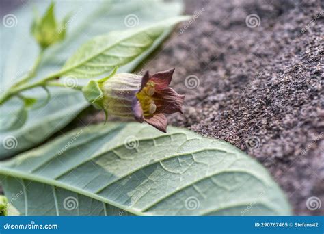 Flowers Of Atropa Belladonna Commonly Known As Belladonna Or Deadly