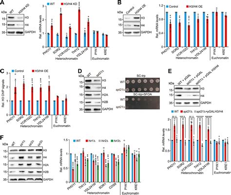 Figure 1 From Regulation Of Telomere Silencing By The Core Histones