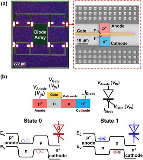 binarized neural network of diode array with high concordance to vector