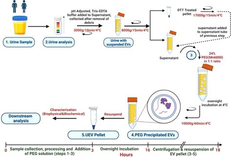 Revolutionizing Exosome Research The Need For Scalable And Cost