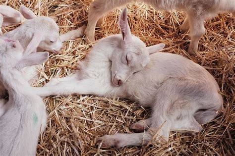 Goat Skin Diseases Treatment
