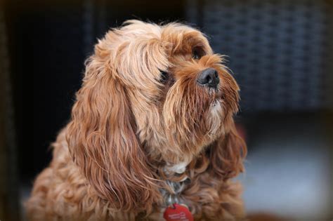 Cómo saber si un perro tiene fiebre Naku 2024