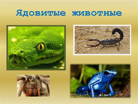 Ядовитые животные презентация онлайн