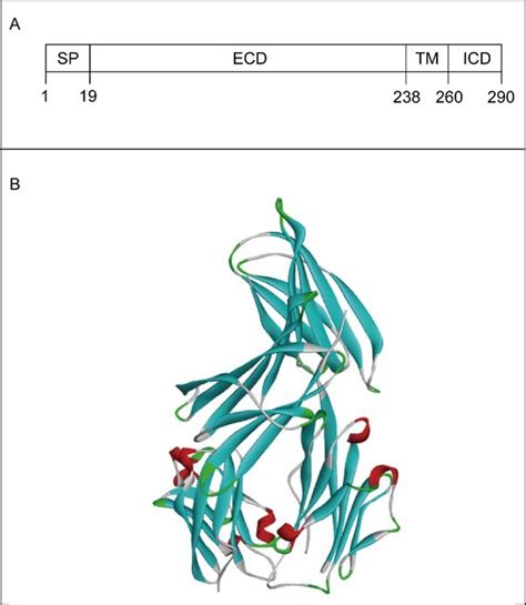 Schematic Diagram And Structure Of Pd L1 Protein A Schematic Diagram