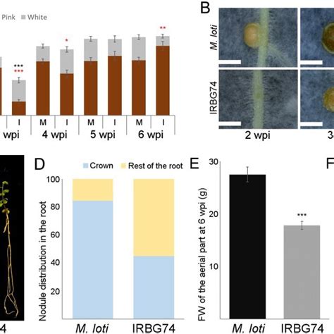 Nodulation Phenotype Of Rinrk1 And Ern1 Mutants Nodulation Kinetics