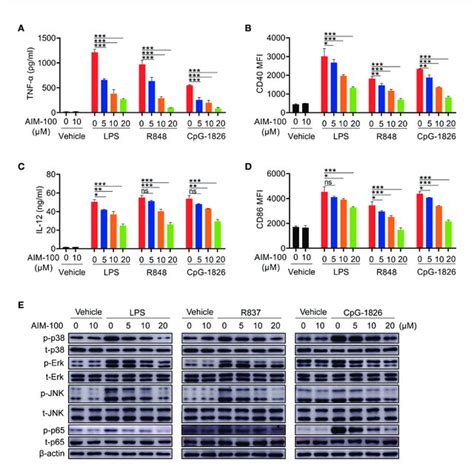 ACK1 Inhibitor Weakens TLR Mediated Activation Of DCs Bone