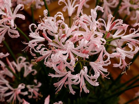 【秋咲き球根】ネリネはキラキラ輝く花弁が特徴の美しい花！ 育て方のコツと特徴解説 Gardenstory ガーデンストーリー