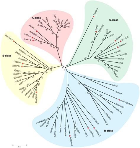Evolutionary Relationships Of Mads Box Genes A B C And E Class