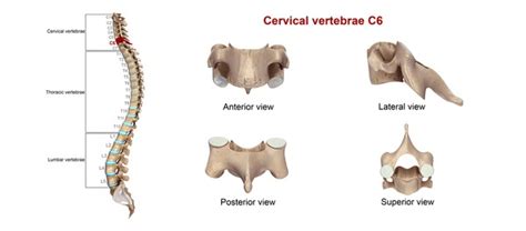Columna Vertebral Columna Huesos Fernando Menodza Coggle Diagram