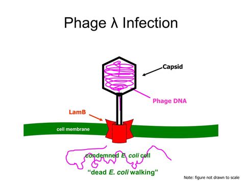 Ppt Biophysics Of Bacteriophage λ Infection Powerpoint Presentation