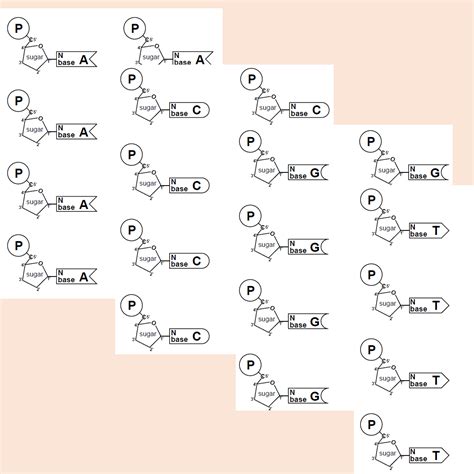 Genetics Dna Replication Activity Made By Teachers