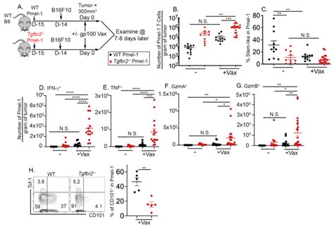 Dramatically Increased Accumulation Of Tgfbr2 Effector Cd8 T Cells
