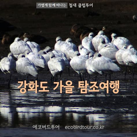 강화도 가을탐조여행