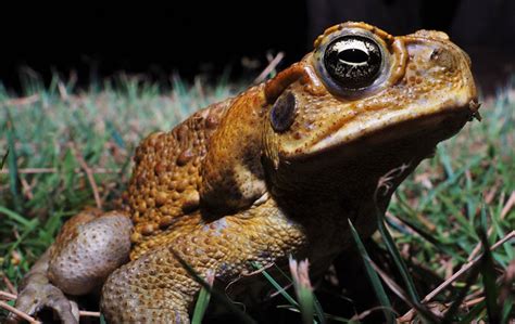 Australias Cane Toads Impact Of An Invasive Species