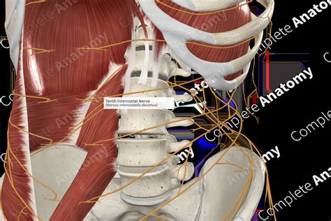 Intercostal Nerve Anatomy Intercostal Nerve Blocks And Radiofrequency