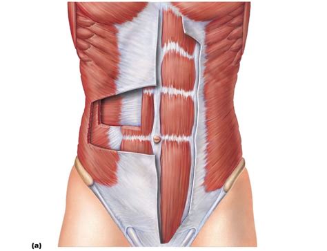 Trunk Diagram Quizlet