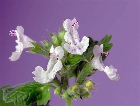 How To Grow Catnip From Seed An Expert Shares Their Tips