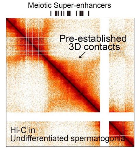 3d Genome Structure Guides Sperm Development College Of Biological Sciences