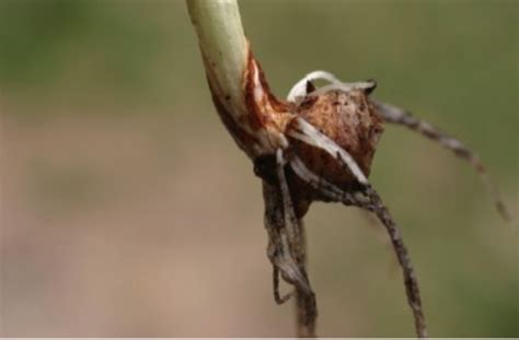 Jack In The Pulpit