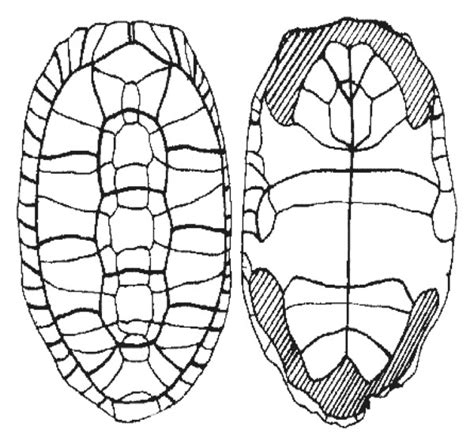 Retracted Fuzzy Algorithm Based Bionic Optimization Design Of Boring Machine Column Bo