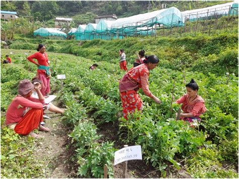 व्यावसायिक तरकारी खेतीबाट मनग्य आम्दानी गर्दै जोरायलका किसान