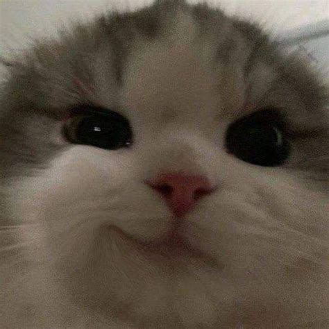Iktylmkmwyec A V A T A R S