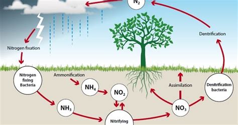 Nitrogen Cycle Process Steps And Diagram