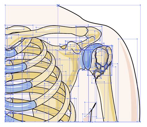 Shoulder Fracture Vector Scientific Illustration