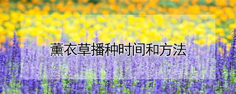 薰衣草播种时间和方法 发财农业网