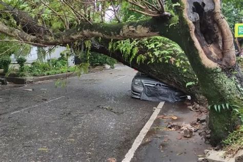 Puluhan Pohon Di Kota Bandung Tumbang Di Tengah Cuaca Ekstrem Ini Langkah Pemkot Bandung Ayo