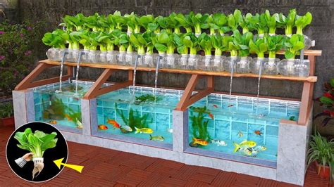 Super Easy To Diy Aquarium Combined With Growing Organic Vegetables Backyard Aquaponics