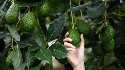 How Many Different Types Of Avocados Are There
