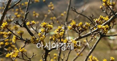 포토 남녘의 봄~샛노란 산수유 꽃 관광객 유혹