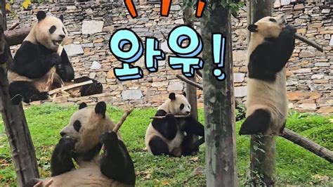 푸바오실시간 11월 4일 오후2 죽순찾기 대작전 Youtube