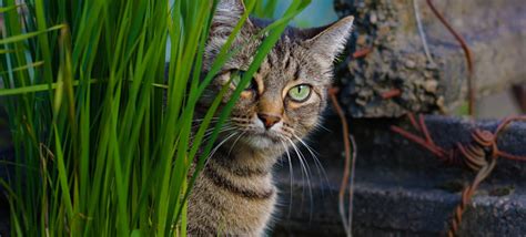 Defensa natural contra insectos en el jardín plantas que alejan las plagas Abuela En La