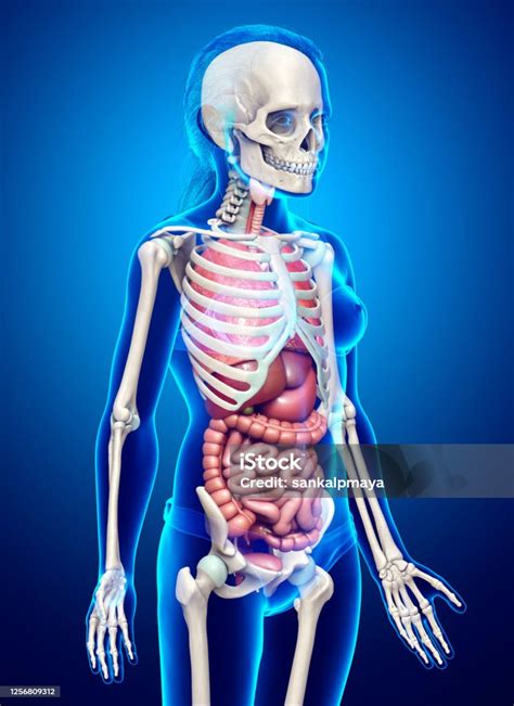 소녀 내부 장기 및 골격 시스템의 의학적으로 정확한 그림을 렌더링 3d 렌더링 3차원 형태에 대한 스톡 사진 및 기타 이미지 3차원 형태 과학 대동맥 Istock