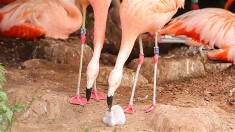 A Same Sex Flamingo Pair Are Raising A Newborn Chick Together After